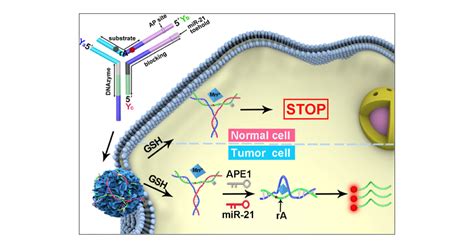 Dual Locked Dnazyme Platform For In Vitro And In Vivo Discrimination Of Cancer Cells