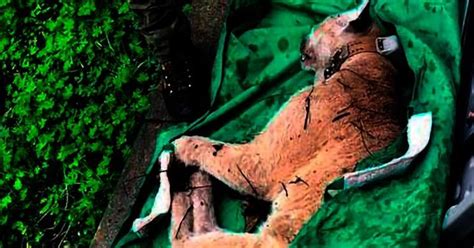 Famed Hollywood Mountain Lion Captured After Killing Dog Flipboard