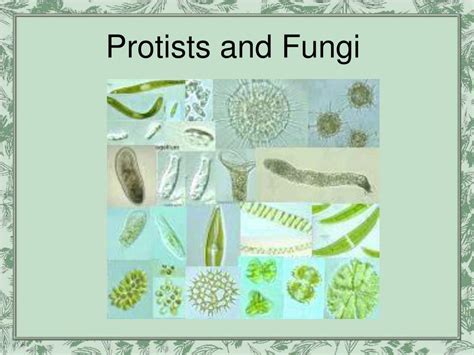Ppt Protists And Fungi Powerpoint Presentation Free Download Id2369264