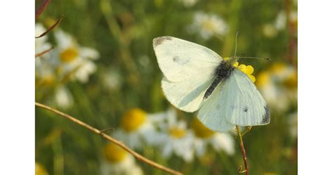 Мерки срещу зелевата пеперуда Български Фермер