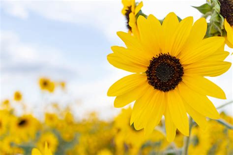 관광객들이 방문하고 아름다운 해바라기와 함께 사진을 찍을 수 있도록 심어진 해바라기 밭에 밝은 노란색 해바라기를 배경으로 텍스트를 위한 복사 공간이 있는 자연스러운 배경 0