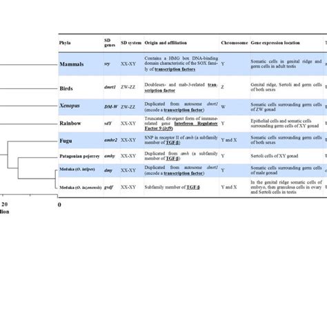 An Overview Of Master Sex Determining Genes In Mammals Birds And Fish
