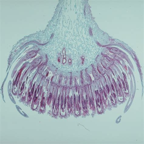 Flowers Fruits And Seeds Microscope Slide Set Carolina Biological