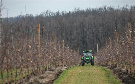 Компания Агрономсад высадила в Липецкой области 530 тыс яблонь в блоге Агропром и пищевая