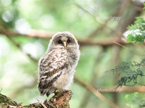 フクロウの赤ちゃん 写真素材 3791227 フォトライブラリー photolibrary