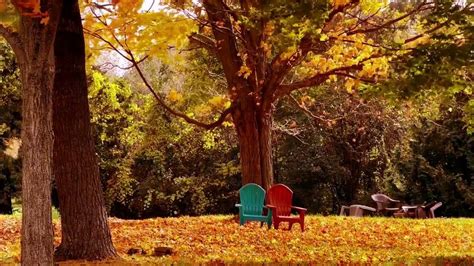 🎵노랗게 물든 화창한 가을 어느 날 시원한 바람 소리 힐링 음악 편안한 느낌 행복했던 추억 Healing Music Nature Happiness ヒーリング