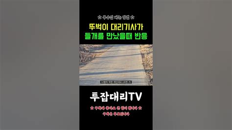뚜벅이 대리기사 들개를 만났을때 반응 대리기사대리운전카카오대리티맵대리 Youtube