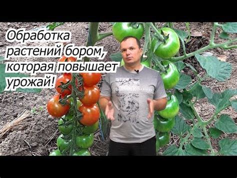 Когда и как обработать растения бором для повышения урожая. - YouTube ...
