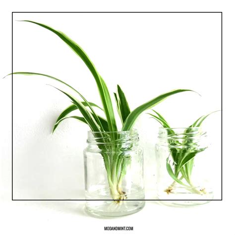 Spider Plant Propagation Ways How To Propagate Spider Plant Babies