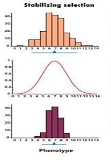 Weird Science Stabilizing Selection