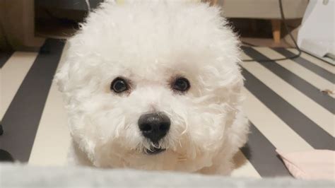 밤마다 애교로 주인 잠못자게 하는 강아지 강아지유튜브 세로영상 Youtube