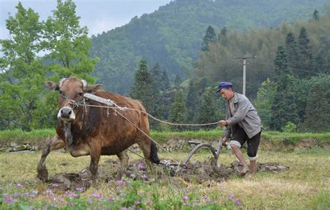 古时牛春耕图片 春耕图画 农夫与耕牛图片 大山谷图库