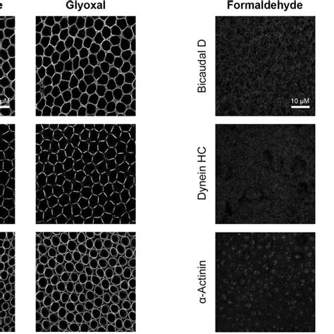 Comparison Of Steps For Embryo Fixation Using Glyoxal Or Formaldehyde Download Scientific Diagram