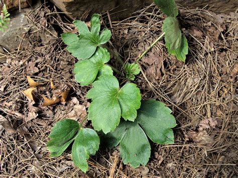Ranunculus Leaves