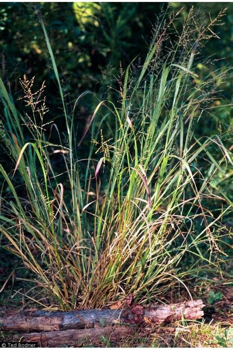 Switchgrass Chattahoochee River National Recreation Area Us