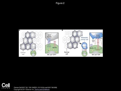 Control Of Metastasis By Nk Cells Ppt Download