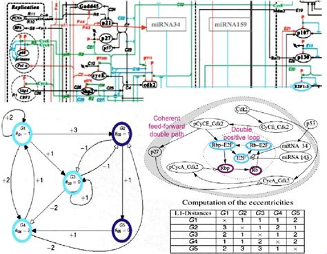 Schematic View Of The Cell Cycle Regulatory Network Top After [28] Download Scientific