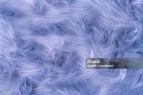 블루 퍼 텍스처 상위 뷰입니다 파란색 또는 라일락 양가죽 배경입니다 모피 패턴 파란색 털 복숭아 모피의 질감입니다 양모 질감 양