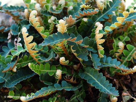 Asplenium Ceterach Wild In Provence
