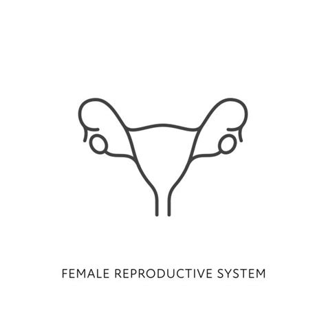 58000개 이상의 여성 생식기관 스톡 사진 그림 및 Royalty Free 이미지 Istock