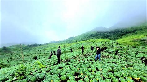 Cabbage Rare Ball At Piper Walton Blog