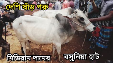 দেশি ষাঁড় গরু মিডিয়াম দামের বসুনিয়া হাটে। আজকের দরদাম জেনে নিন। Cow Bajar । Youtube