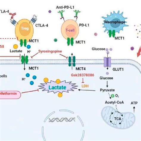 Pdf Lactate Lactylation Hands Between Metabolic Reprogramming And Immunosuppression