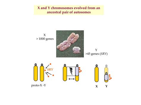 Ppt Sex Chromosome Evolution In Vertebrates Powerpoint Presentation
