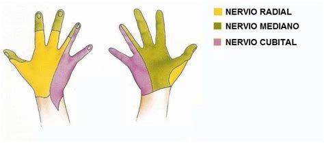 Pin On Fisioterapia