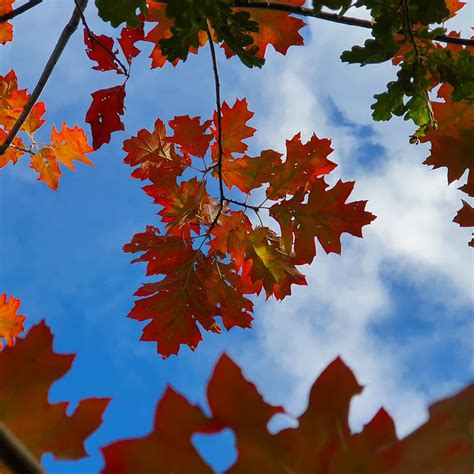 Quercus Rubra Red Oak 50L