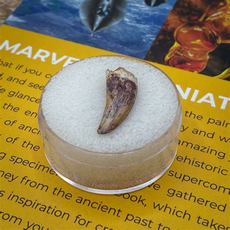 Phytosaur Teeth Classic Riker Box Specimens Mini Museum