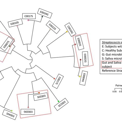 Phylogenetic Tree Plot Of Streptococcus Salivarius Strain Analysis For