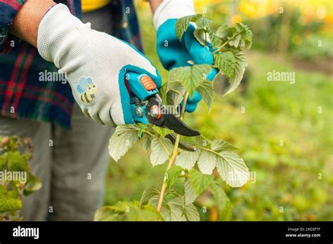 Pruning Raspberry Bushes Autumn Garden Work Gloved Hands Stock Photo Alamy