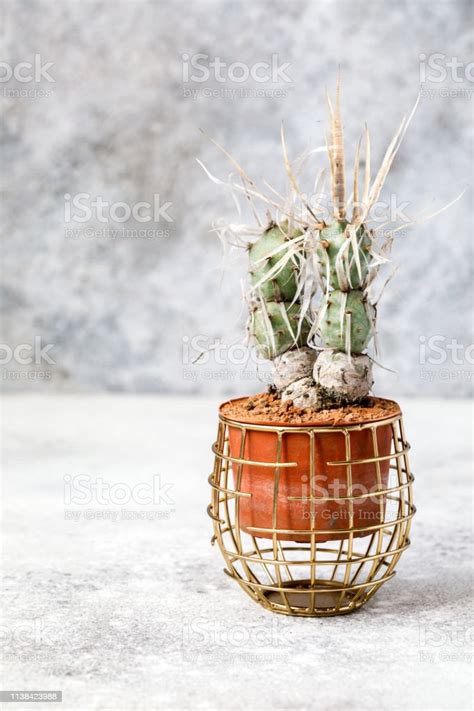 회색 돌 배경에 냄비에 선인장 미니 멀리즘 개념입니다 텍스트의 공간을 복사 합니다 0명에 대한 스톡 사진 및 기타 이미지 0명 가시 꽃 식물 Istock