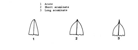 Leaf Apex Shape Categories Download Scientific Diagram