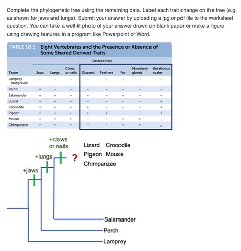 Solved Complete The Phylogenetic Tree Using The Remaining Chegg
