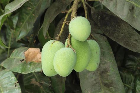 Raw Green Mangoes Hanging On A Tree With Green Leaves Around 44791376