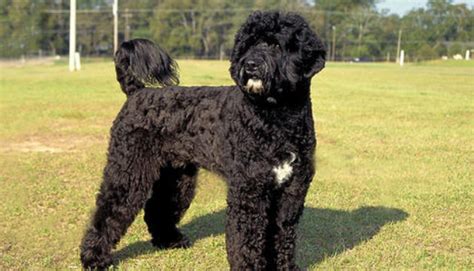 葡萄牙水犬海洋中的小精灵 野牛程序员