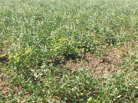 ဆင်ပေါင်ဝဲမြို့နယ်၌ ယခုနှစ်ဆောင်းသီးနှံ စိုက်ပျိုးရာသီတွင် ပဲကြီး သီးနှံ ဧက ၇၈၃၉ ကျော် လ