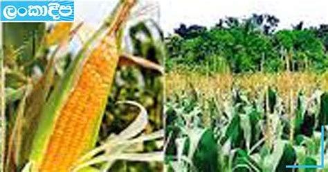 බඩ ඉරිඟු රටින් ගේන්න කැබිනට් අනුමැතිය Lankadeepa Online