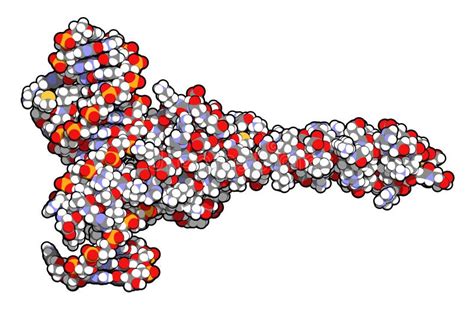 C Myc And Max Transcription Factors Bound To Dna 3d Illustratio Stock