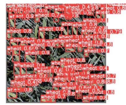 Github Vladyslavkozhukhov Global Wheat Detection The Global Wheat Detection Gwd Computation