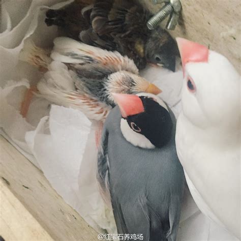 养文鸟是种怎样的体验11月更新 知乎