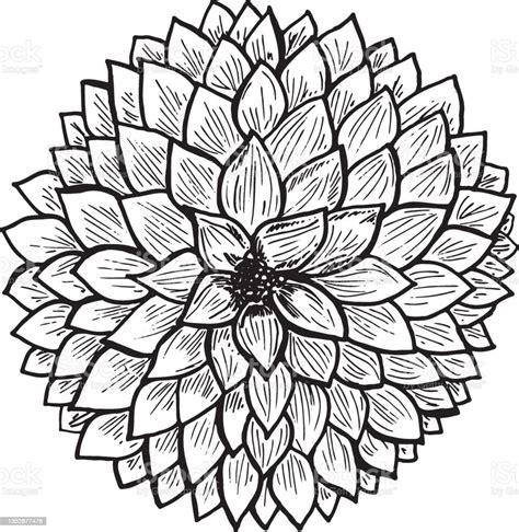 달리아 식물 스케치 일러스트레이션 흰색 배경에 격리 된 벡터 달리아 꽃 인사말 카드 전단지 초대장 웹 디자인 등에 사용할 수 있습니다 손으로 그린 빈티지 아트 국화에 대한