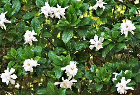 Dwarf Gardenia Bush