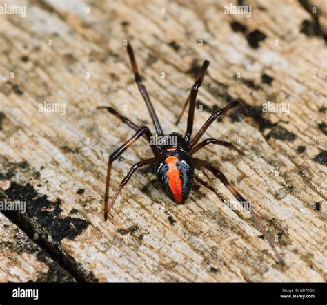 Red Back Spider