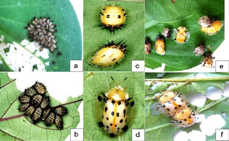 Tortoise Shell Beetle Fab A 1 Instar Larvae In Aggregate Ure