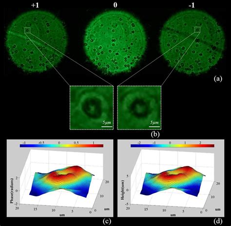 Exemplary Results Of Using The Smartphone Based Wavefront Sensor For Download Scientific