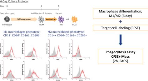 Cell Based Assays Immuno Oncology Pharmalegacy Preclinical