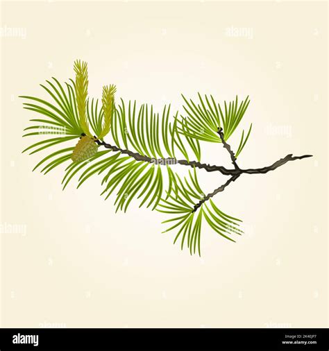 Blooming Pine Tree Branch Natural Background Vector Illustration Stock Vector Image Art Alamy